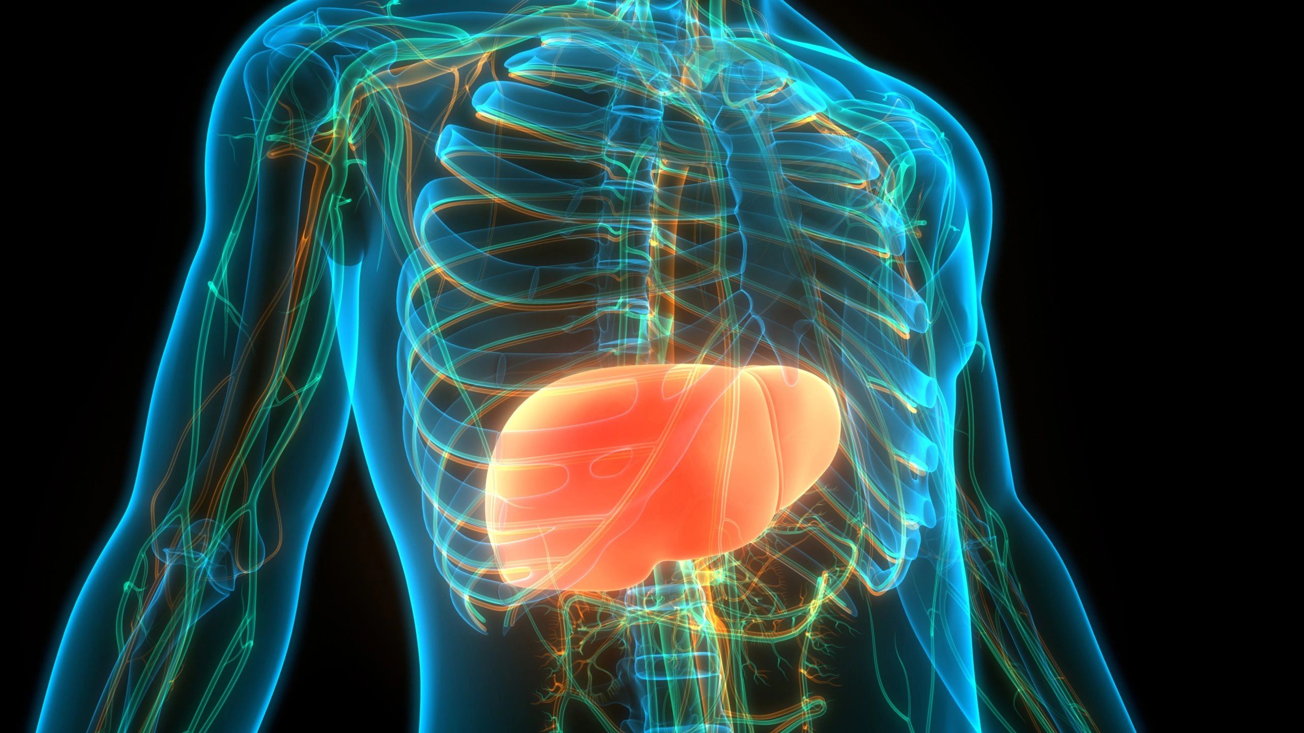 Fatty Liver & Fatigue: What Elevated Liver Enzymes Mean for Women